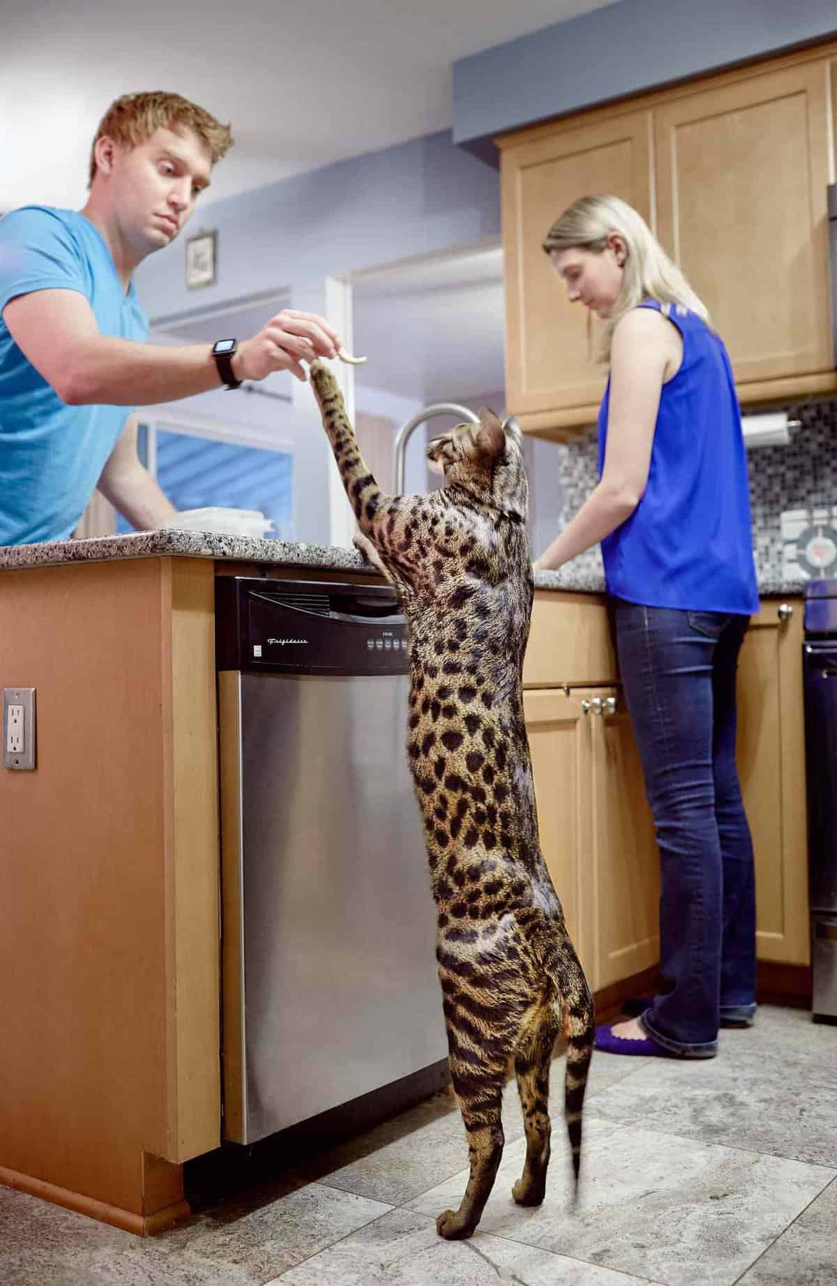 Cat Breeds With Long Legs: Explore The List | Top Breeds
